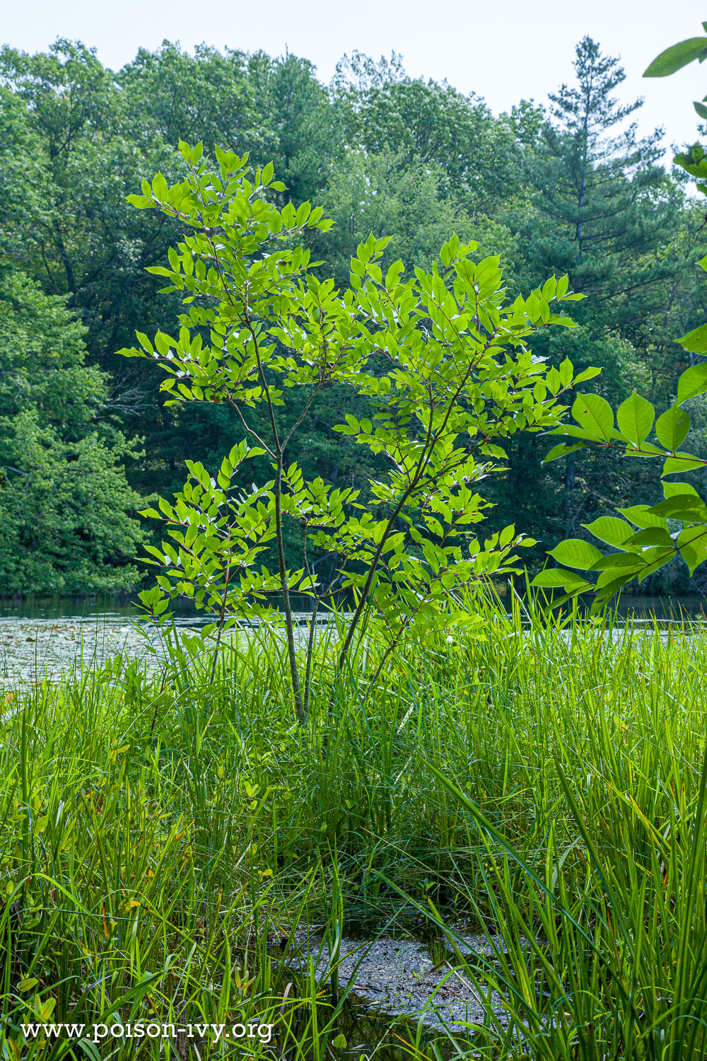 Poison Sumac - poison-ivy.org